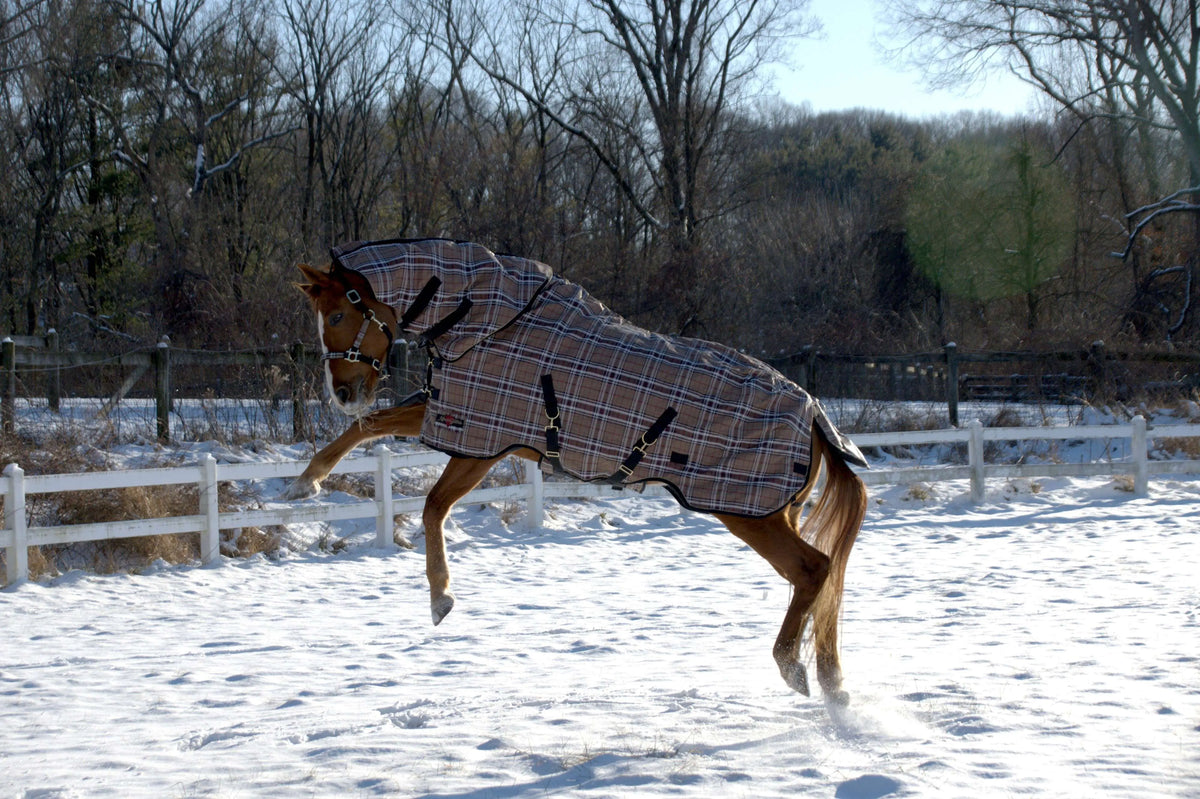 Winter to Spring Shedding & Proper Blanketing — Kensington
