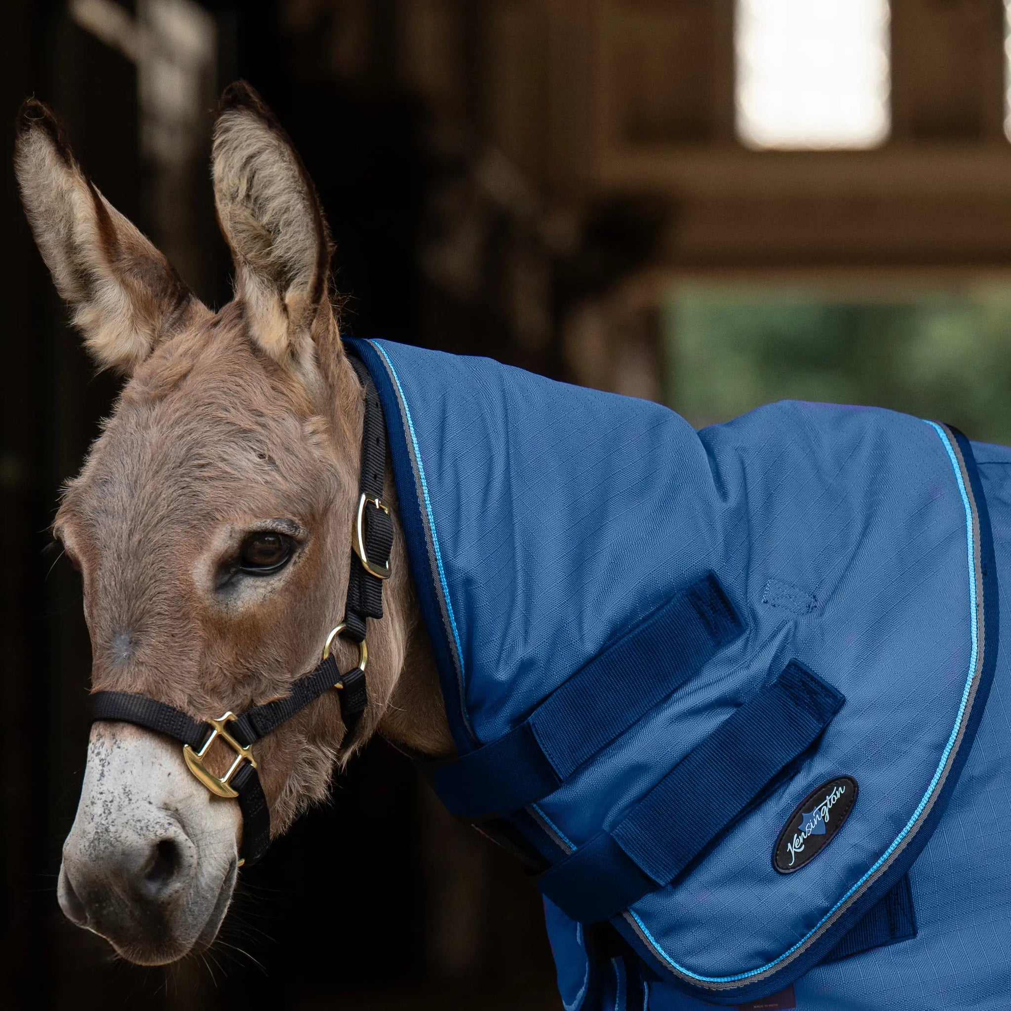 Mini Donkey Fly Gear & Winter Blankets – Perfect for your Donkey ...