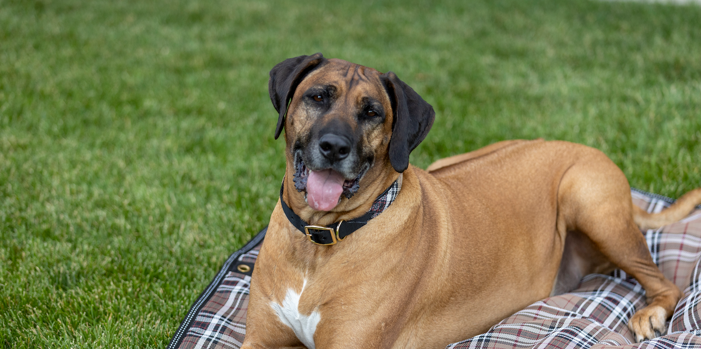 New Dog Collection — Kensington